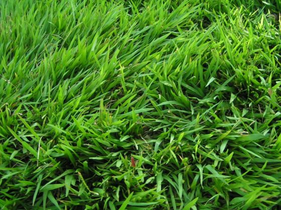 5 Jenis Rumput untuk Halaman Rumah, Cantik dan Asri!