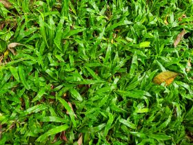 5 Jenis Rumput untuk Halaman Rumah, Cantik dan Asri!