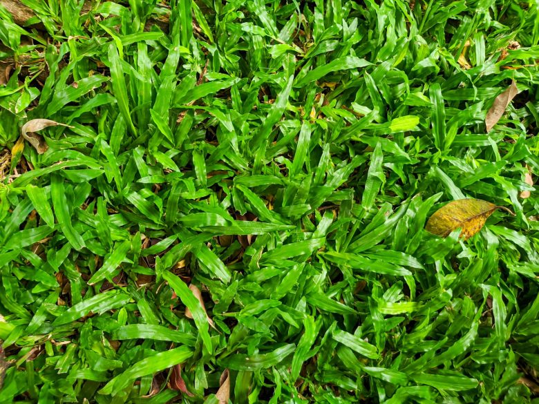 5 Jenis Rumput untuk Halaman Rumah, Cantik dan Asri!