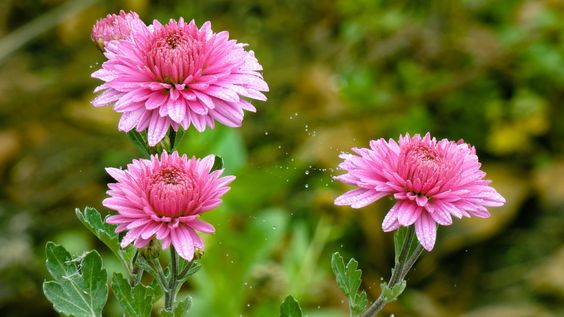 25 Macam-Macam Bunga Hias Agar Rumah Tampak Asri dan Cantik