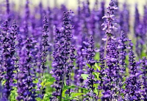 25 Macam-Macam Bunga Hias Agar Rumah Tampak Asri dan Cantik