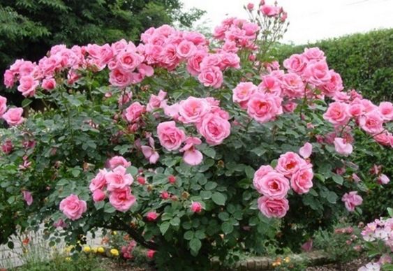 25 Macam-Macam Bunga Hias Agar Rumah Tampak Asri dan Cantik