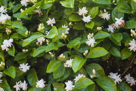 25 Macam-Macam Bunga Hias Agar Rumah Tampak Asri dan Cantik