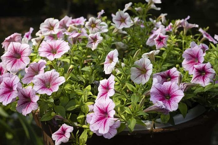 25 Macam-Macam Bunga Hias Agar Rumah Tampak Asri dan Cantik