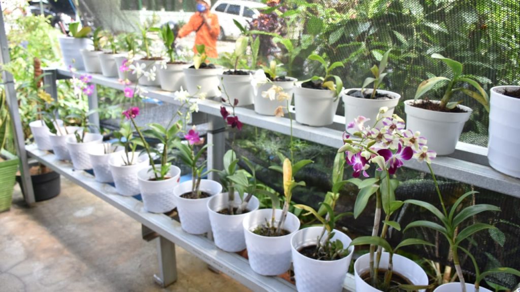 14 Variasi Tanaman Hias Halaman Rumah yang Cantik