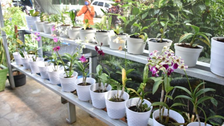 14 Variasi Tanaman Hias Halaman Rumah yang Cantik